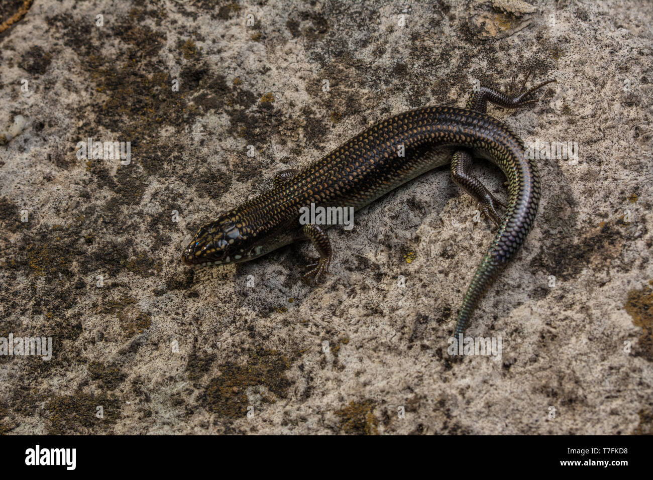 Plestiodon obsoletus hi-res stock photography and images - Alamy