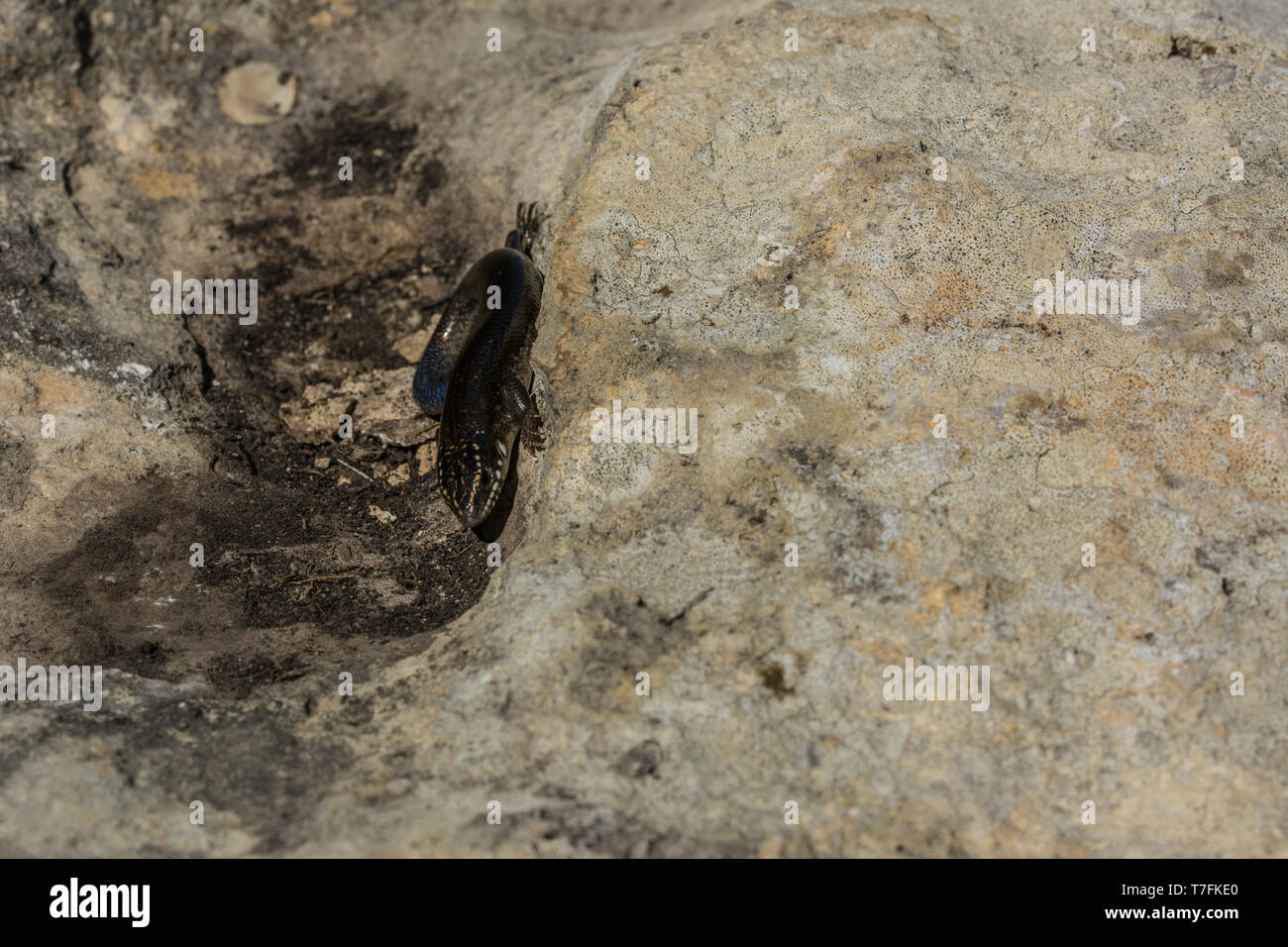 A juvenile Great Plains Skink (Plestiodon obsoletus) from Chase County ...