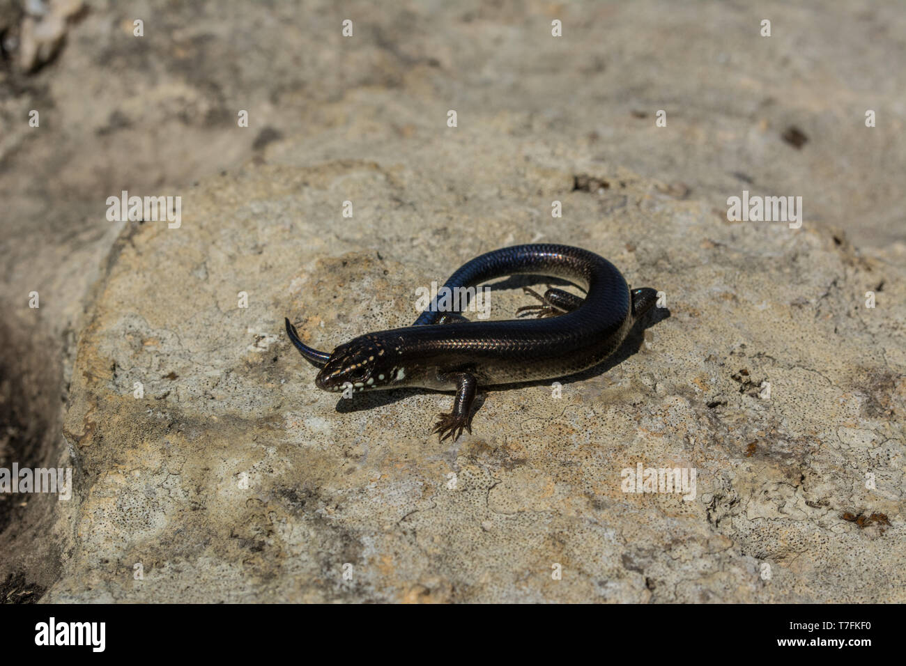 A juvenile Great Plains Skink (Plestiodon obsoletus) from Chase County ...