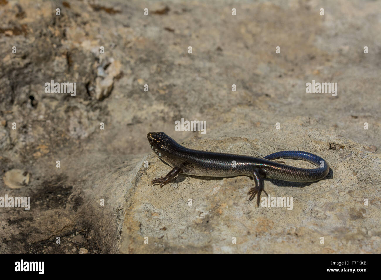 A juvenile Great Plains Skink (Plestiodon obsoletus) from Chase County ...