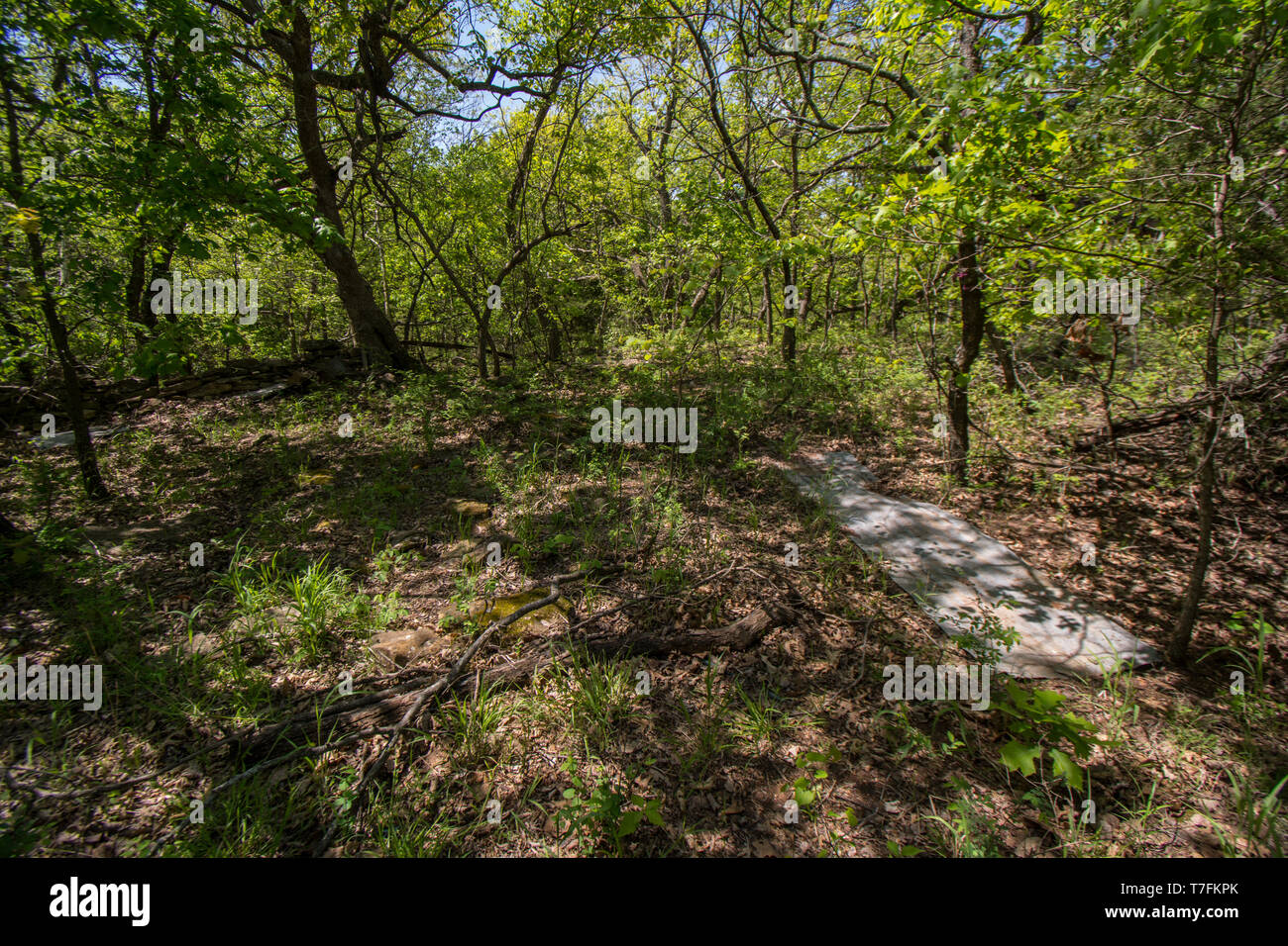 Reptile coverboard hi-res stock photography and images - Alamy