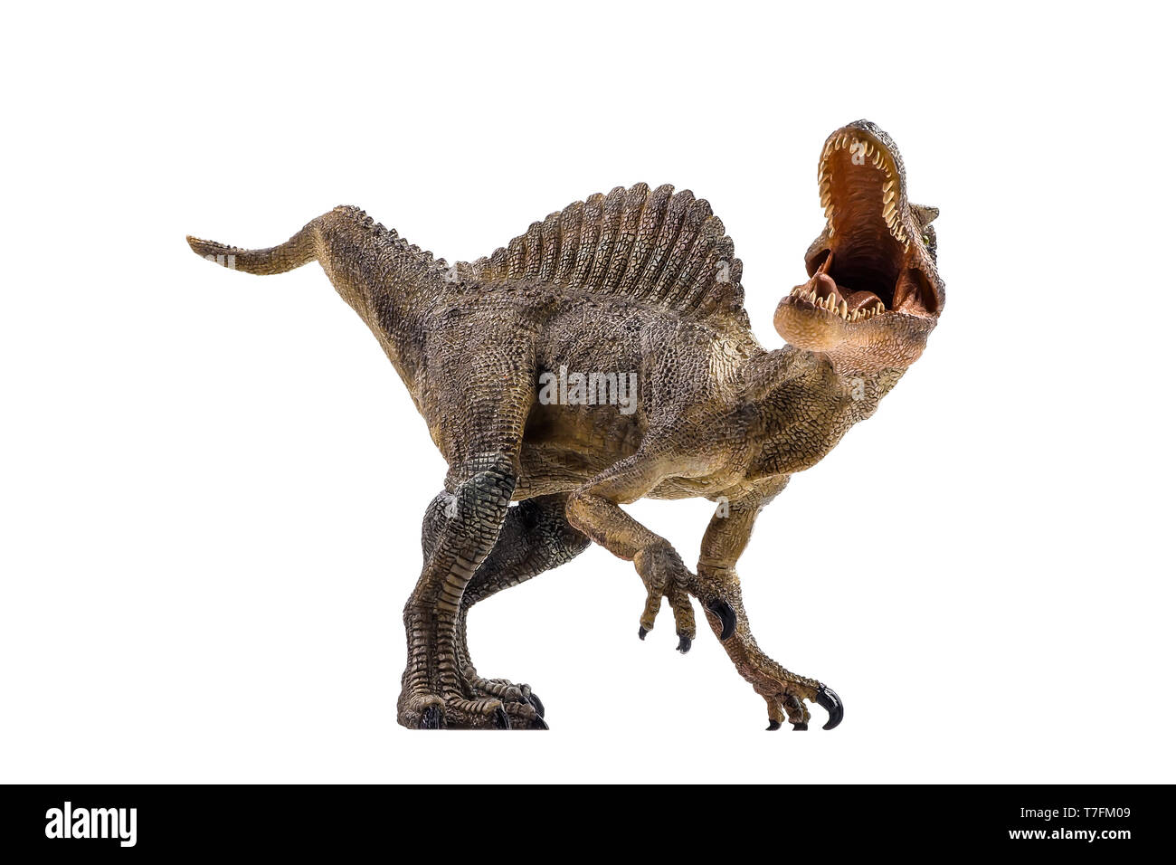 Spinosaurus ,dinosaur on white background Stock Photo - Alamy