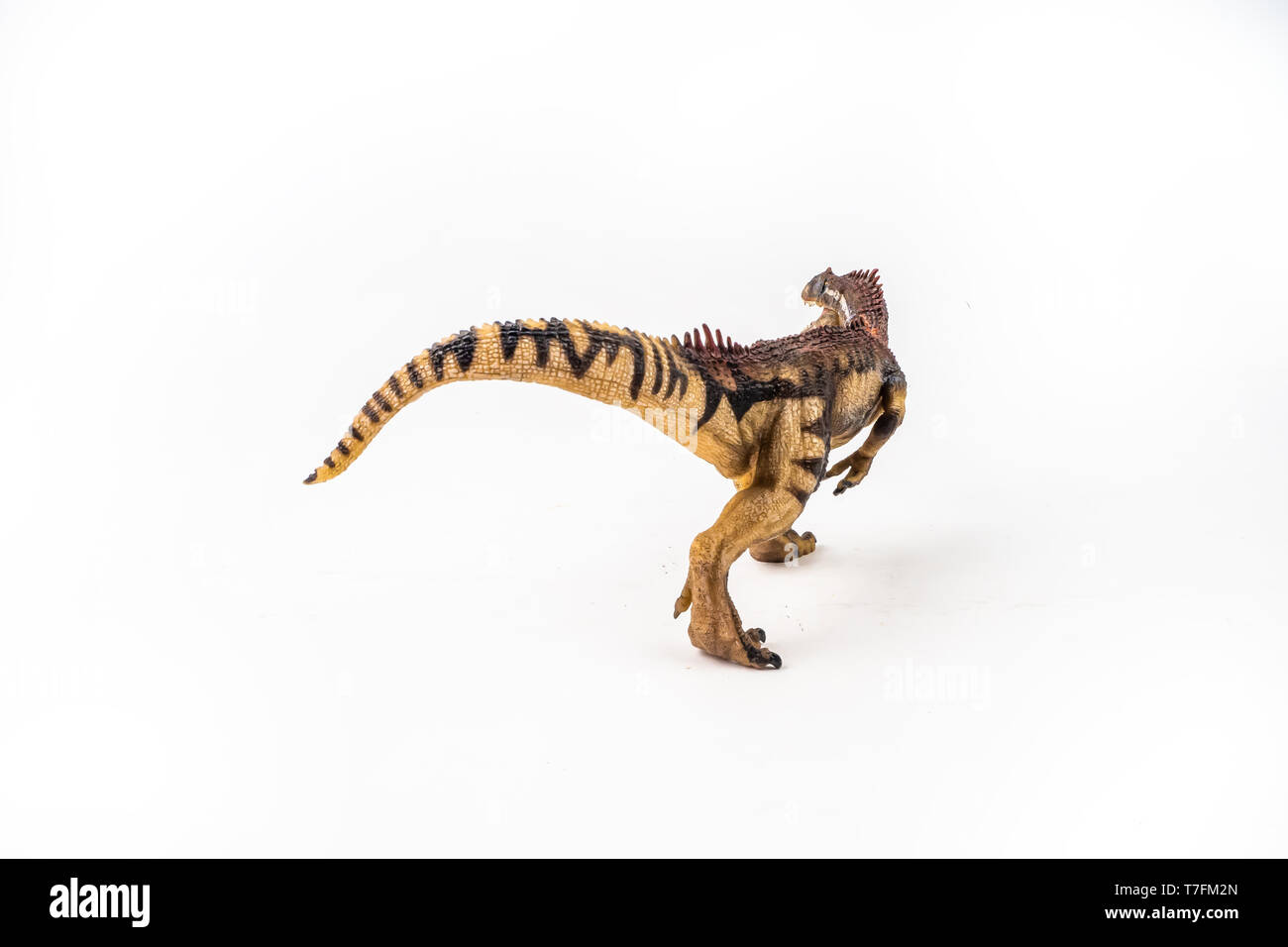 Allosaurus ,dinosaur on white background Stock Photo - Alamy