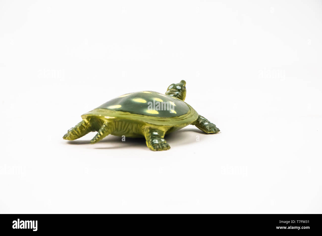 turtle on white background Stock Photo - Alamy