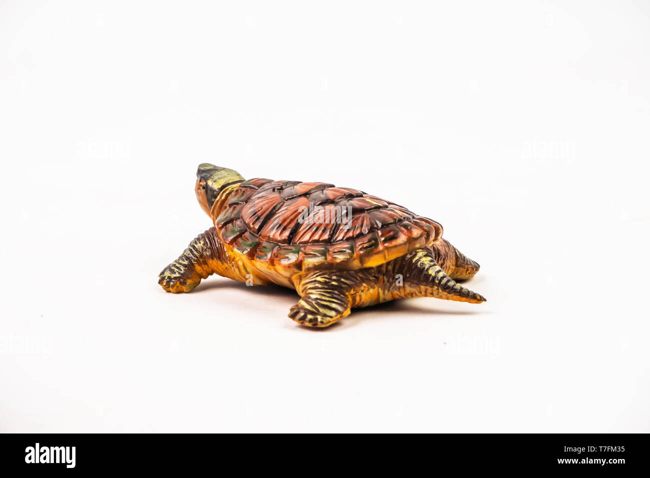 turtle on white background Stock Photo - Alamy