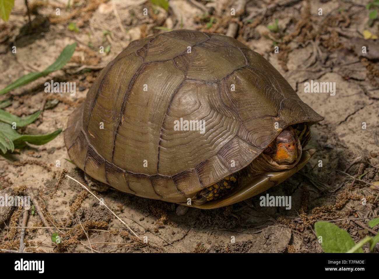 Box turtle shell closed hi-res stock photography and images - Alamy