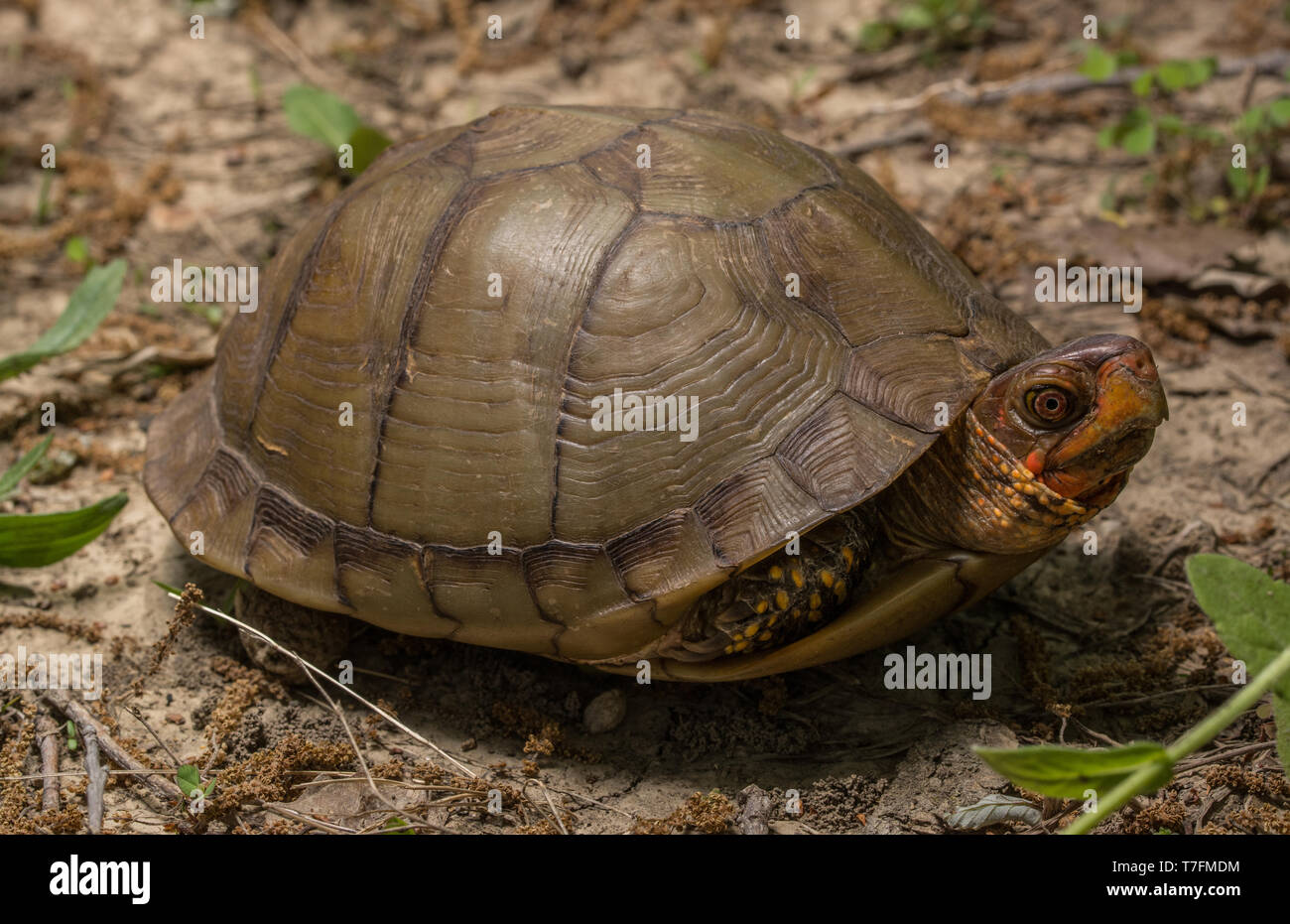 An adult male Three-toed Box Turtle (Terrapene carolina triungis) from ...