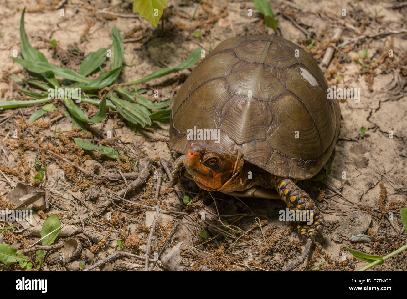 Purchase Three Toed Box Turtle