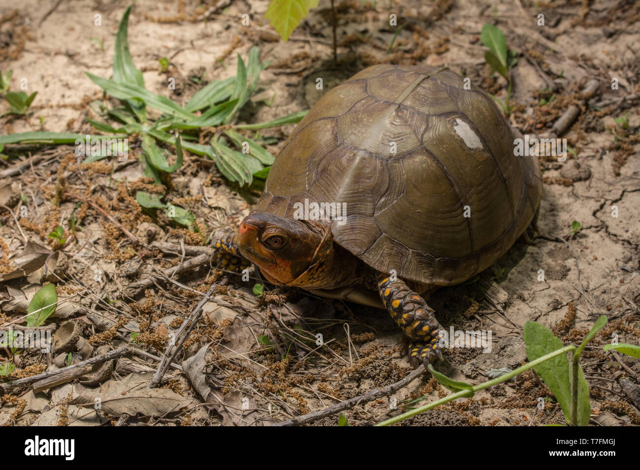 Forest Box Turtle High Resolution Stock Photography and Images - Alamy