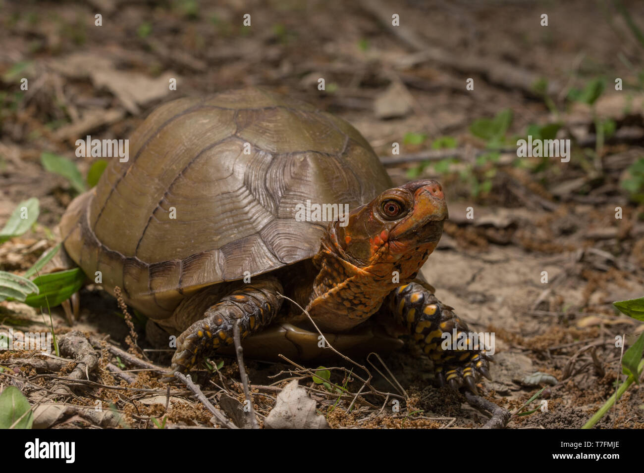 An adult male Three-toed Box Turtle (Terrapene carolina triungis) from ...
