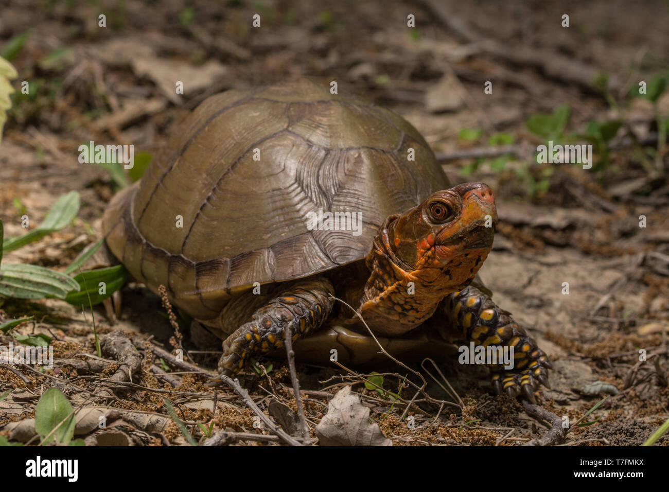 An adult male Three-toed Box Turtle (Terrapene carolina triungis) from ...