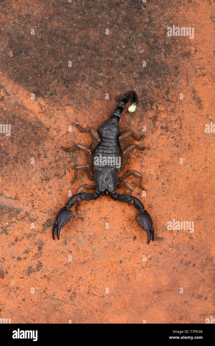 Heterometrus, Heterometrus xanthopus, Scorpions, Bapdev Ghat, Wildlife ...