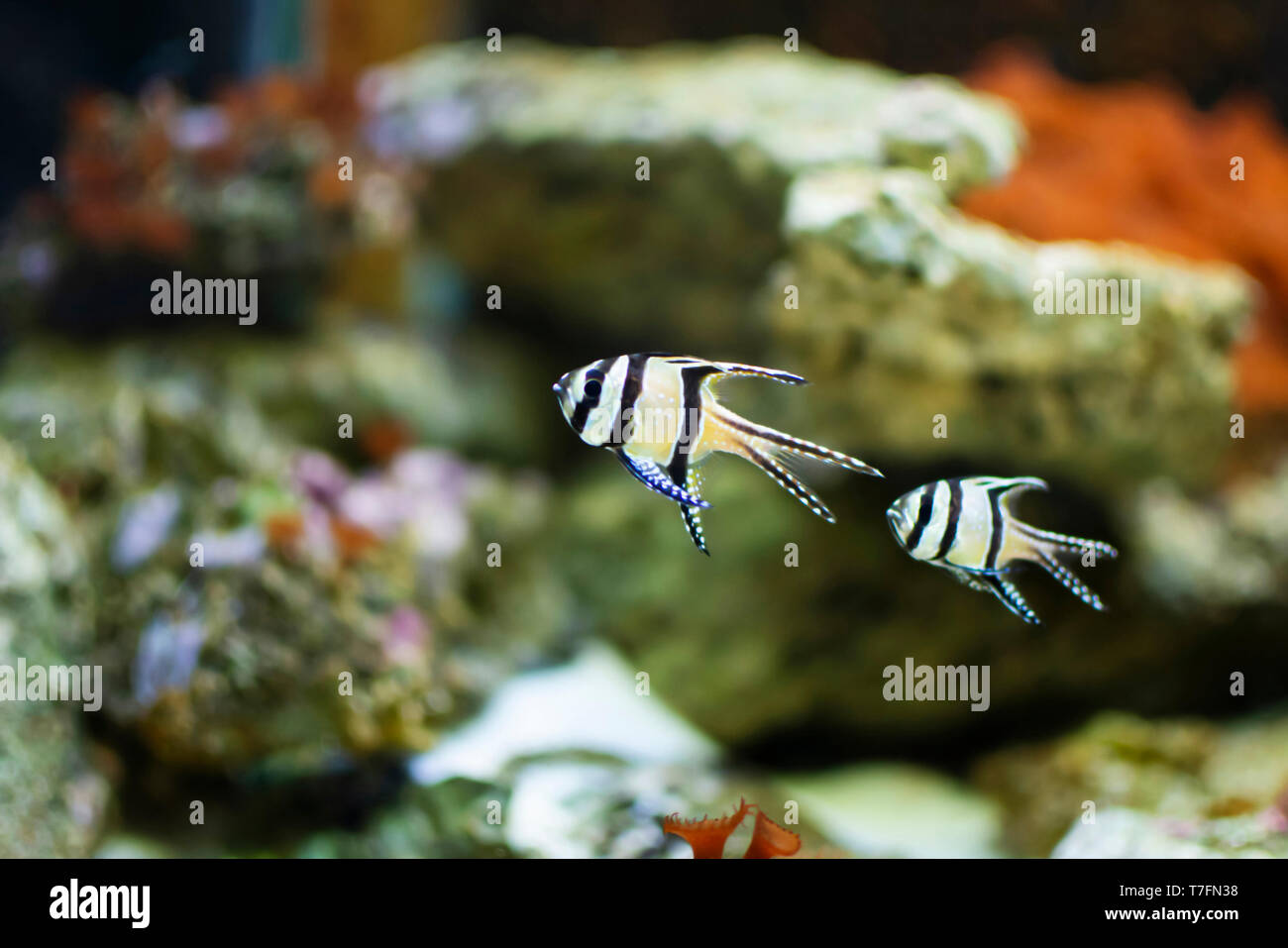 Banggai cardinalfish hi-res stock photography and images - Alamy