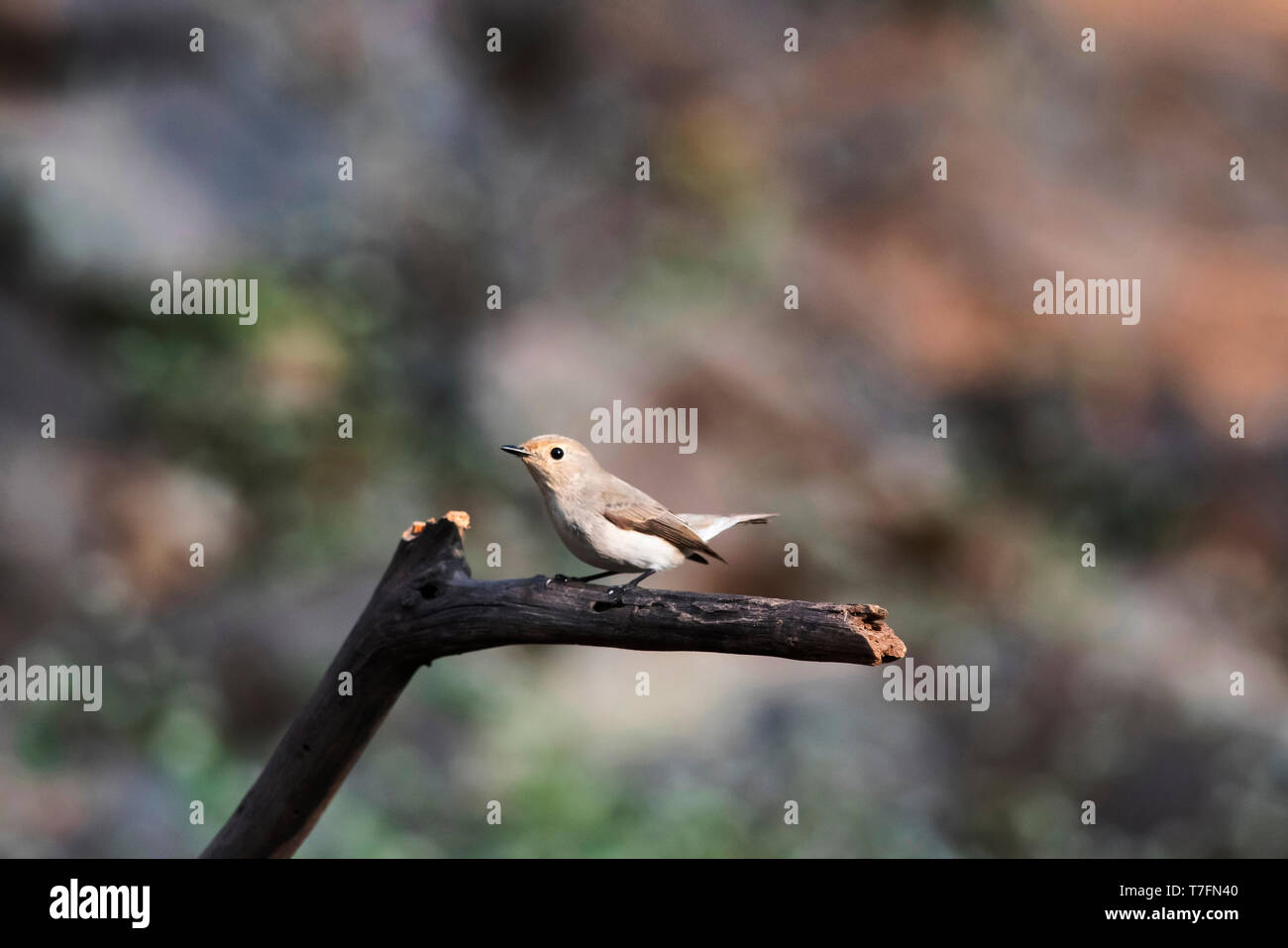 Ultramarine flycatcher, Ficedula superciliarisBirds, Sinhagad ...
