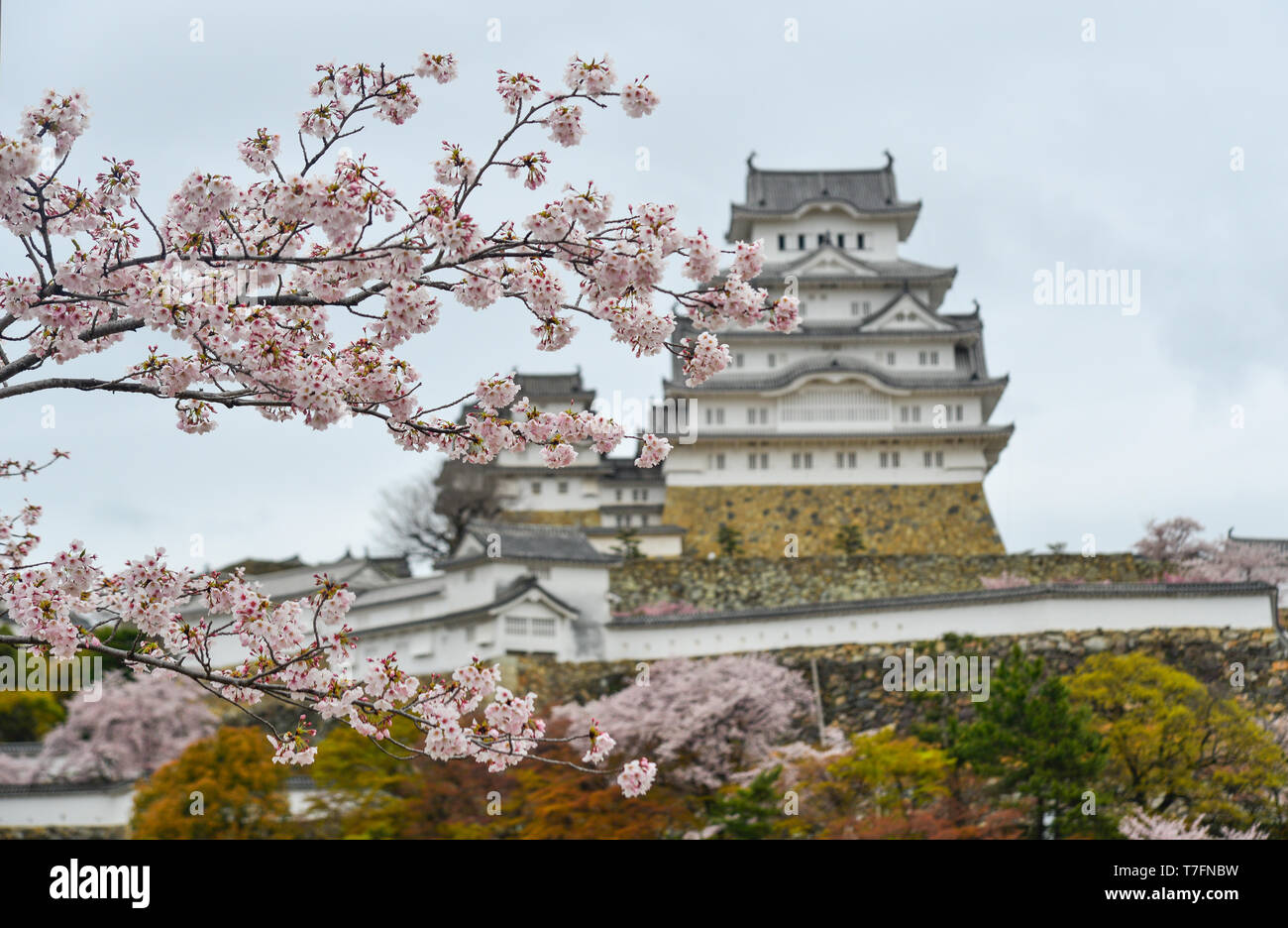 Ancient Himeji Castle (Japan) with cherry blossom at spring time Stock ...