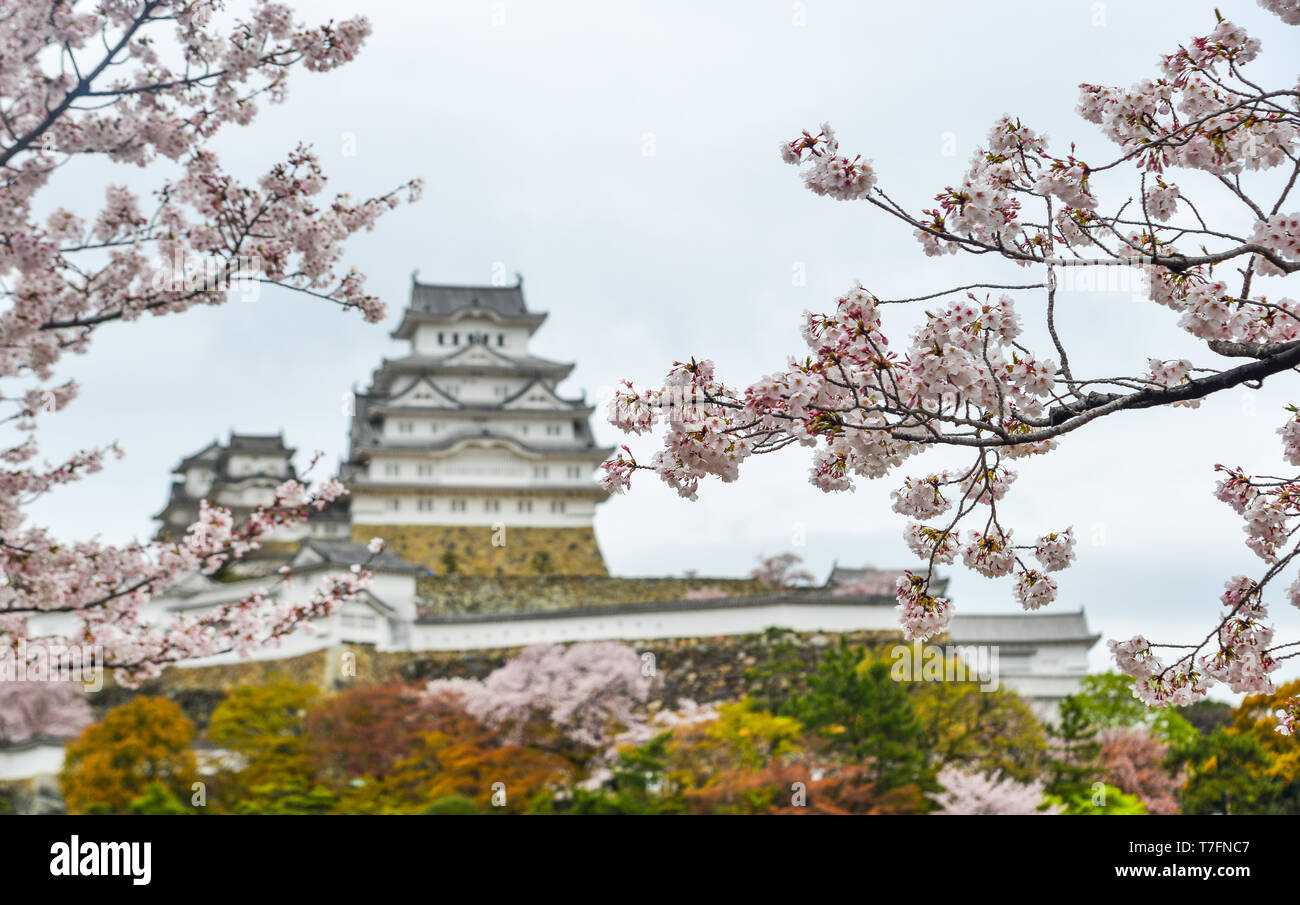 Ancient Himeji Castle (Japan) with cherry blossom at spring time Stock ...