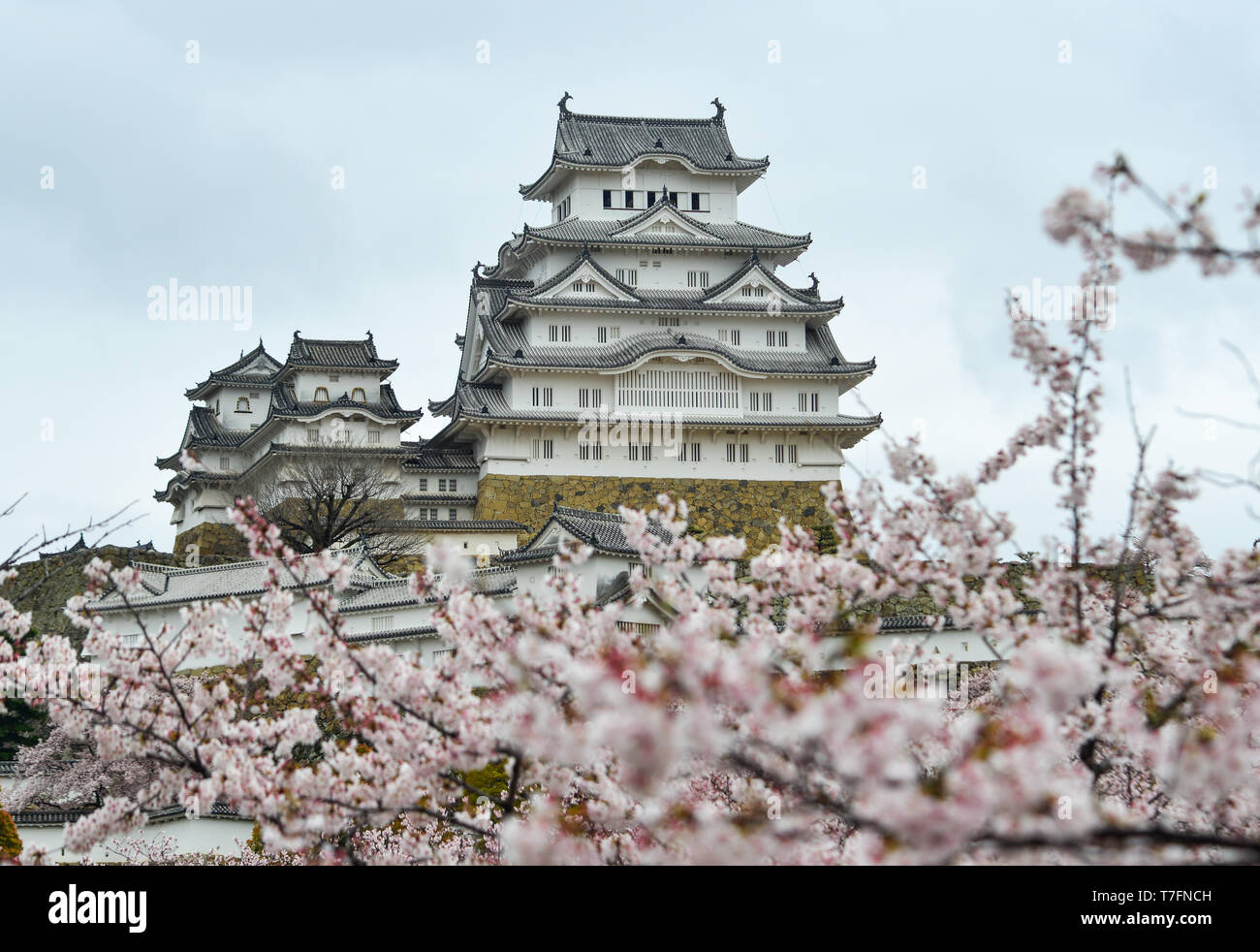 Ancient Himeji Castle (Japan) with cherry blossom at spring time Stock ...
