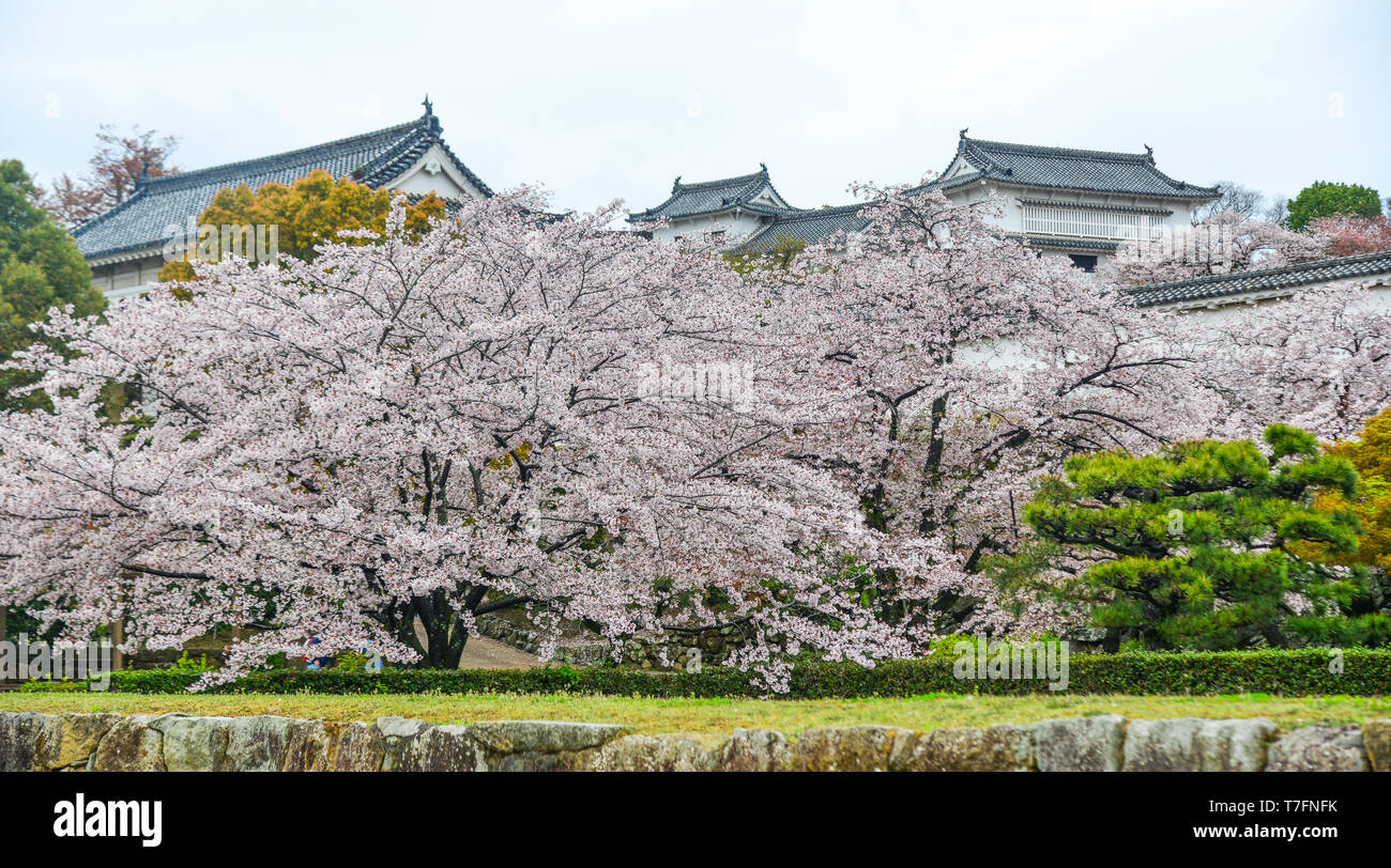 Japanese cherry blossoms at spring time in Kyoto, Japan Stock Photo - Alamy