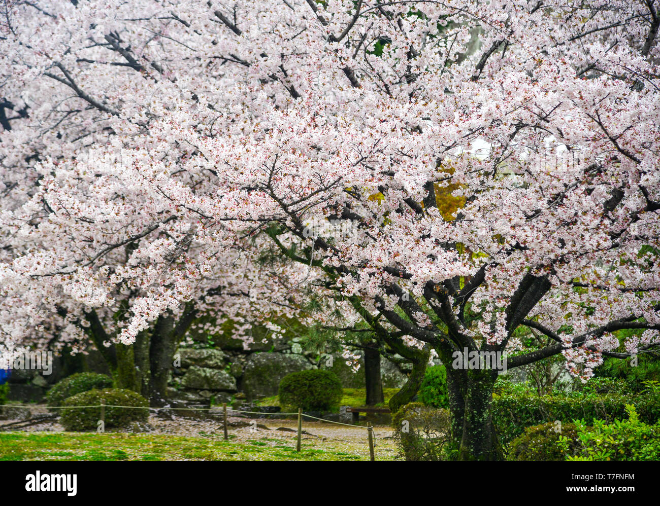 Japanese cherry blossoms at spring time in Kyoto, Japan Stock Photo - Alamy