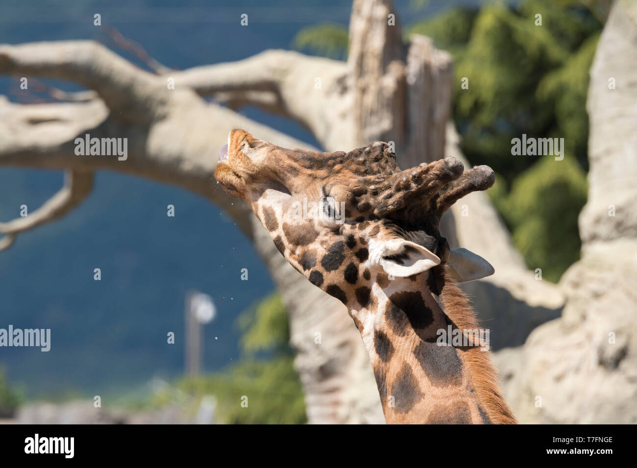 details of a giraffe in a zoo in italy Stock Photo - Alamy