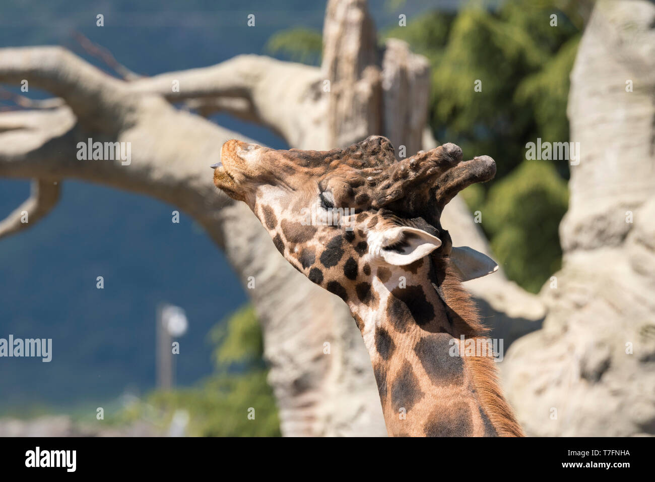 details of a giraffe in a zoo in italy Stock Photo - Alamy