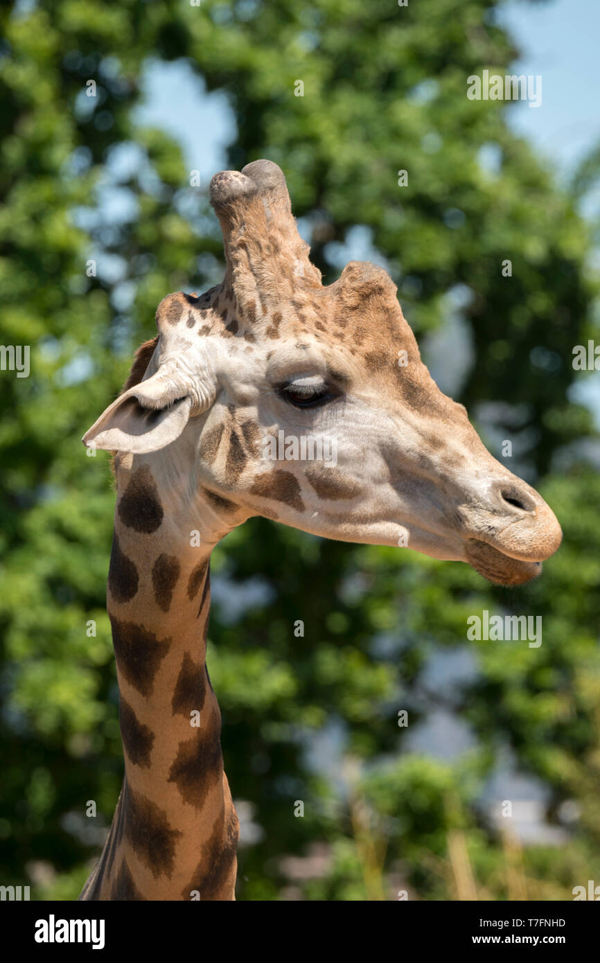 details of a giraffe in a zoo in italy Stock Photo - Alamy