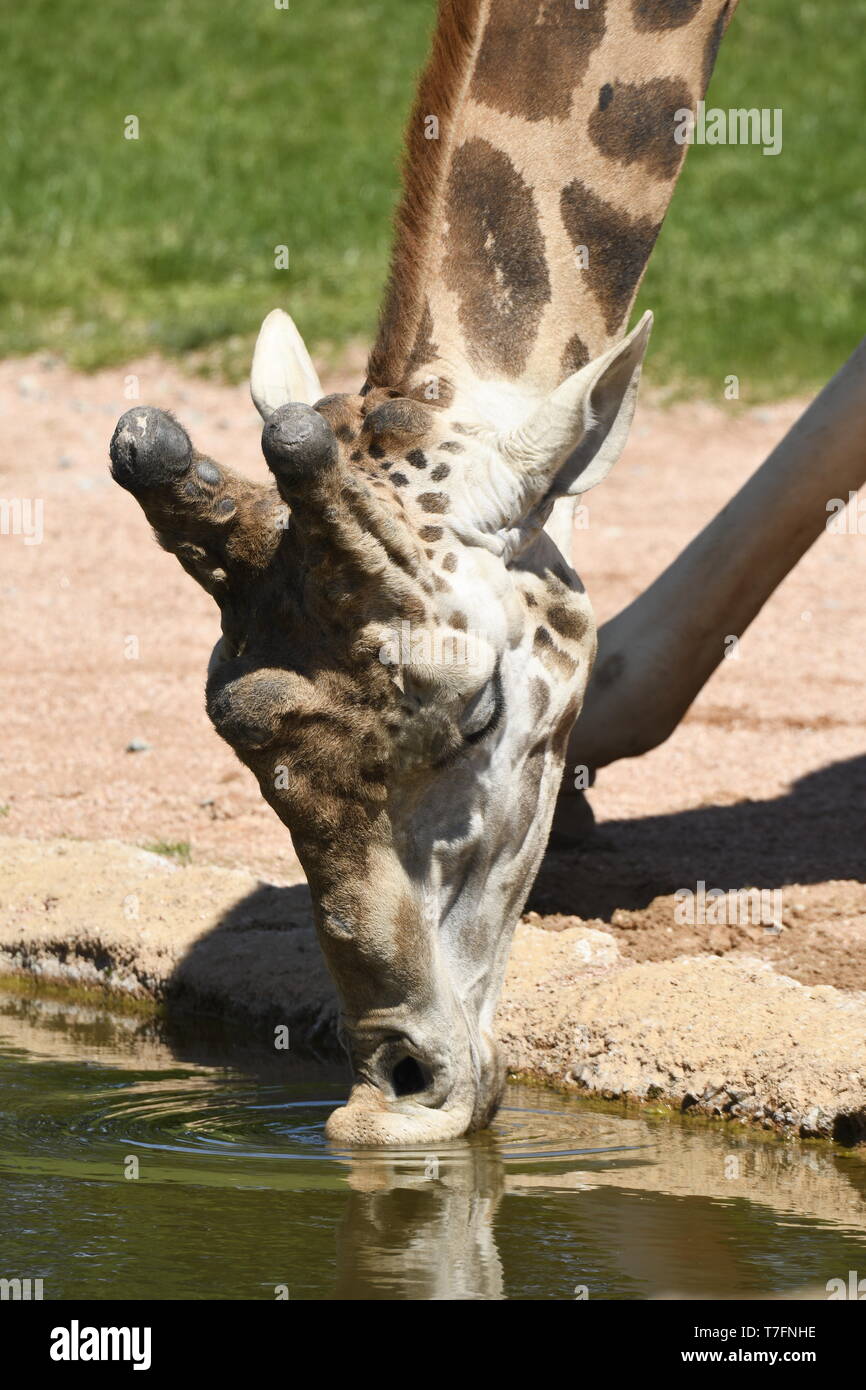 details of a giraffe drinking from a pool of water Stock Photo - Alamy