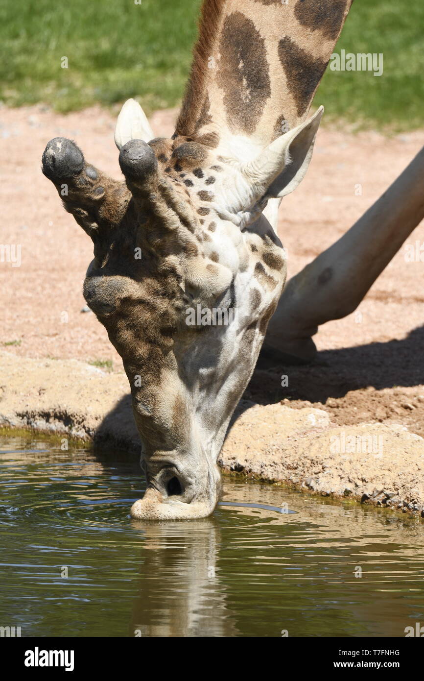 details of a giraffe drinking from a pool of water Stock Photo - Alamy