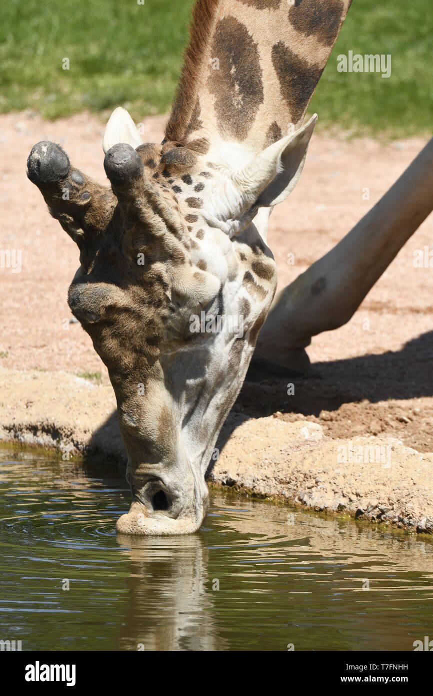 details of a giraffe drinking from a pool of water Stock Photo - Alamy