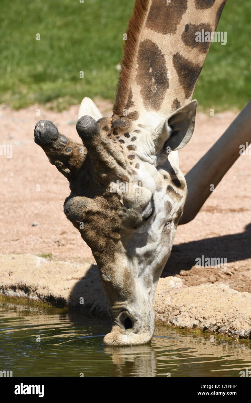 details of a giraffe drinking from a pool of water Stock Photo - Alamy
