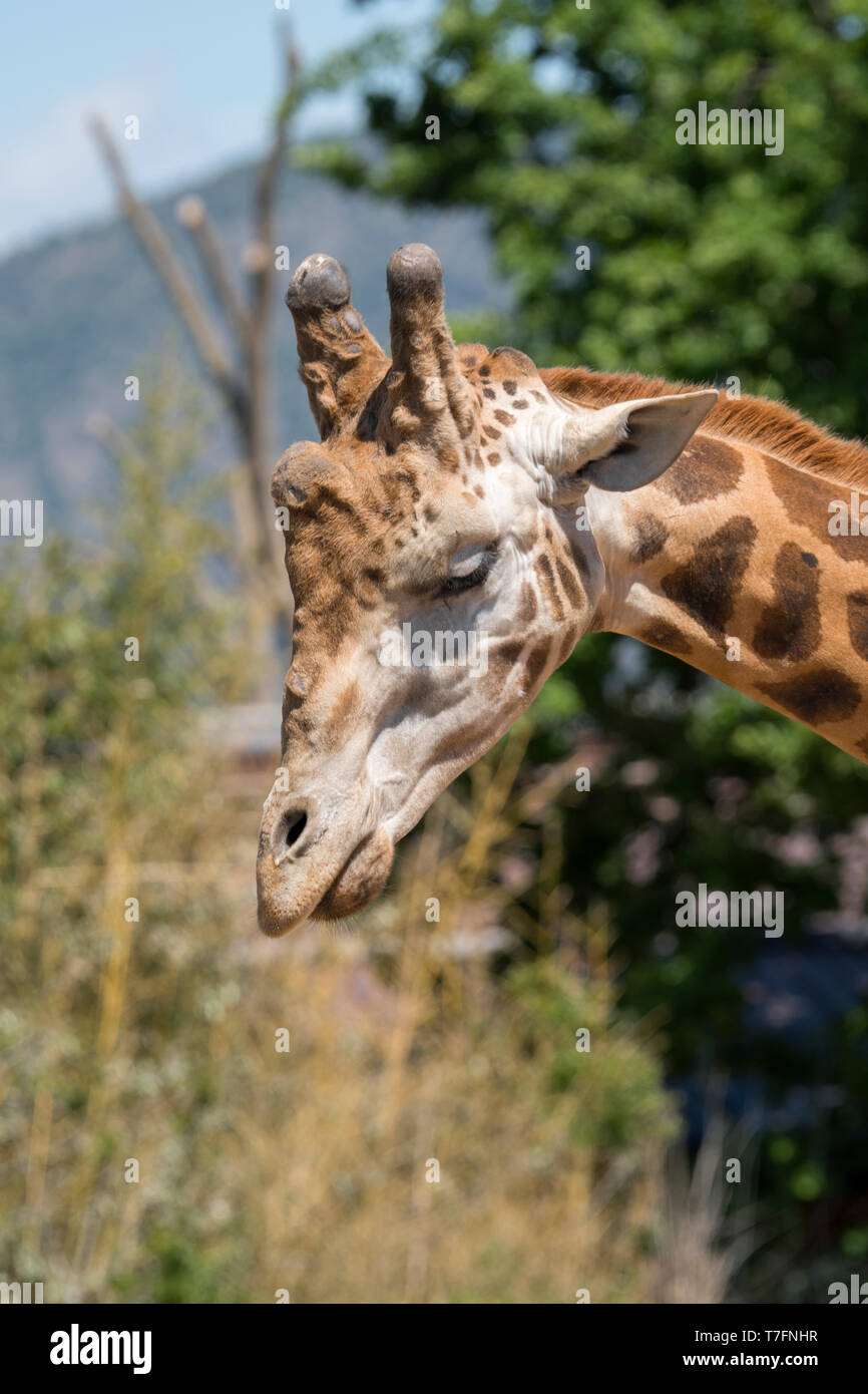 details of a giraffe in a zoo in italy Stock Photo - Alamy