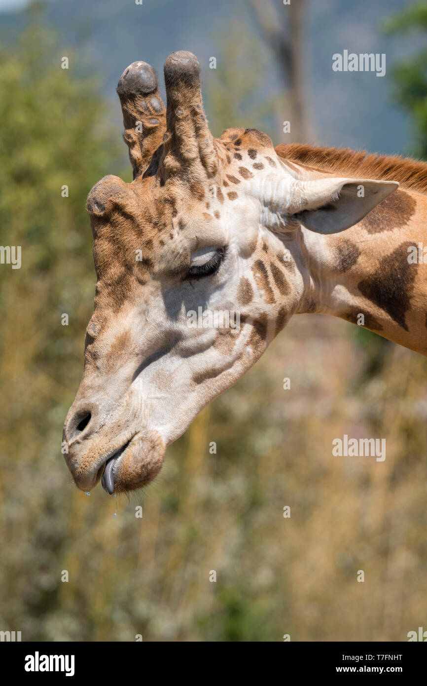details of a giraffe in a zoo in italy Stock Photo - Alamy