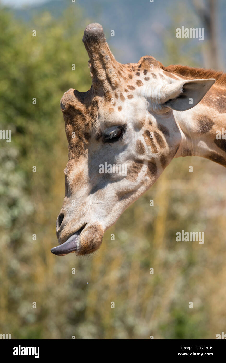 details of a giraffe in a zoo in italy Stock Photo - Alamy