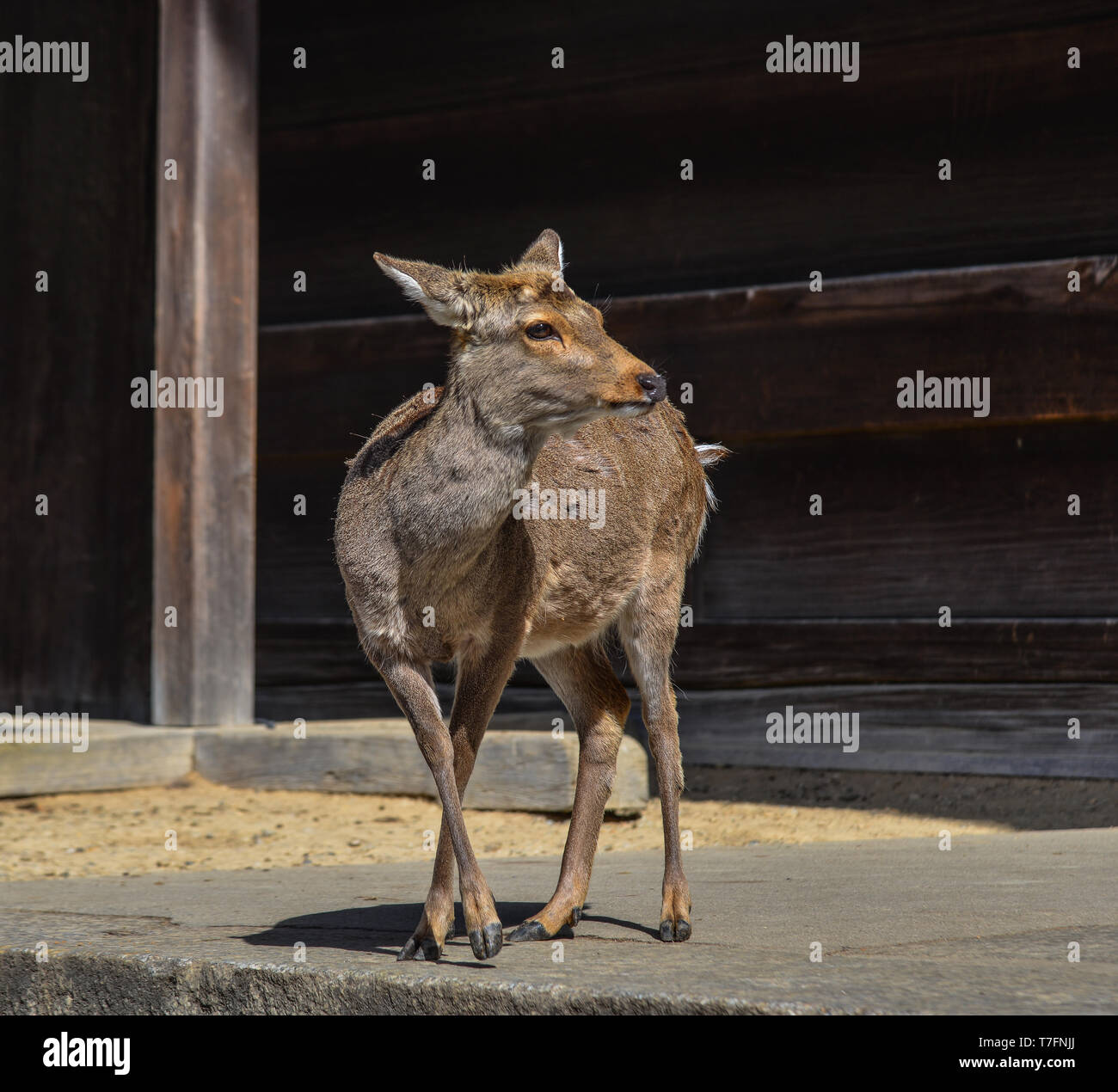 Wild deer in Nara Park, Japan. Deer are symbol of Nara greatest tourist ...