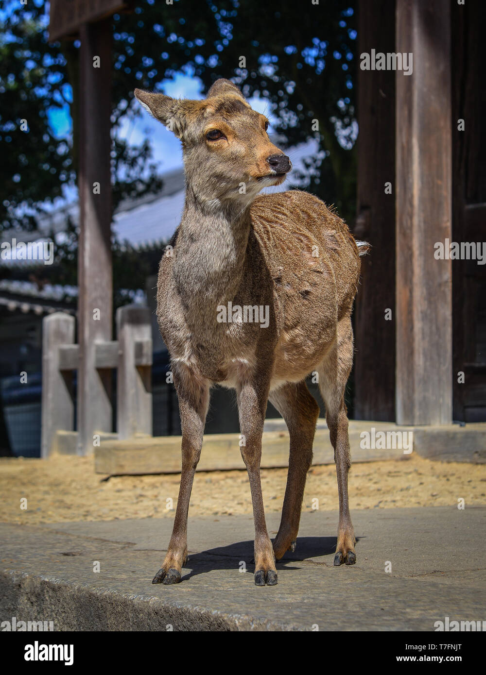 Wild deer in Nara Park, Japan. Deer are symbol of Nara greatest tourist ...