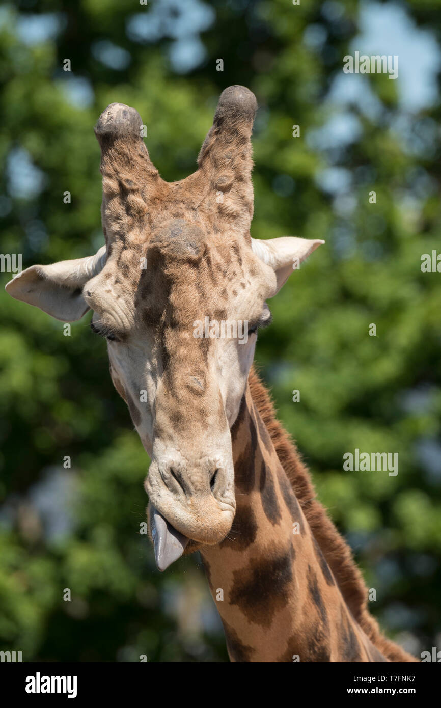 details of a giraffe in a zoo in italy Stock Photo - Alamy
