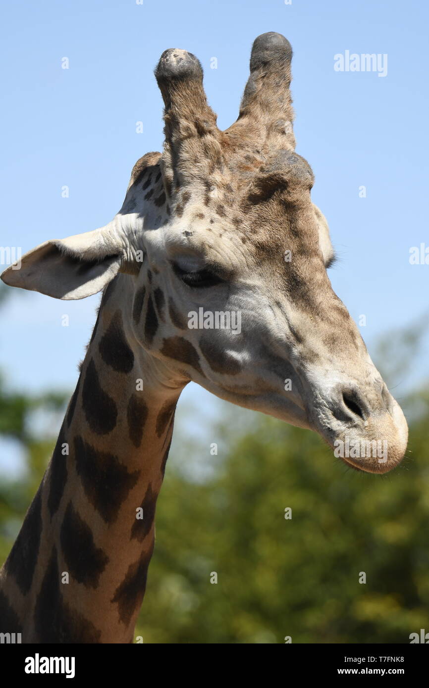 details of a giraffe in a zoo in italy Stock Photo - Alamy