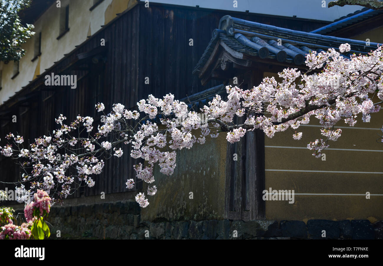 Cherry flowers with ancient building in Nara, Japan. Nara is the old ...