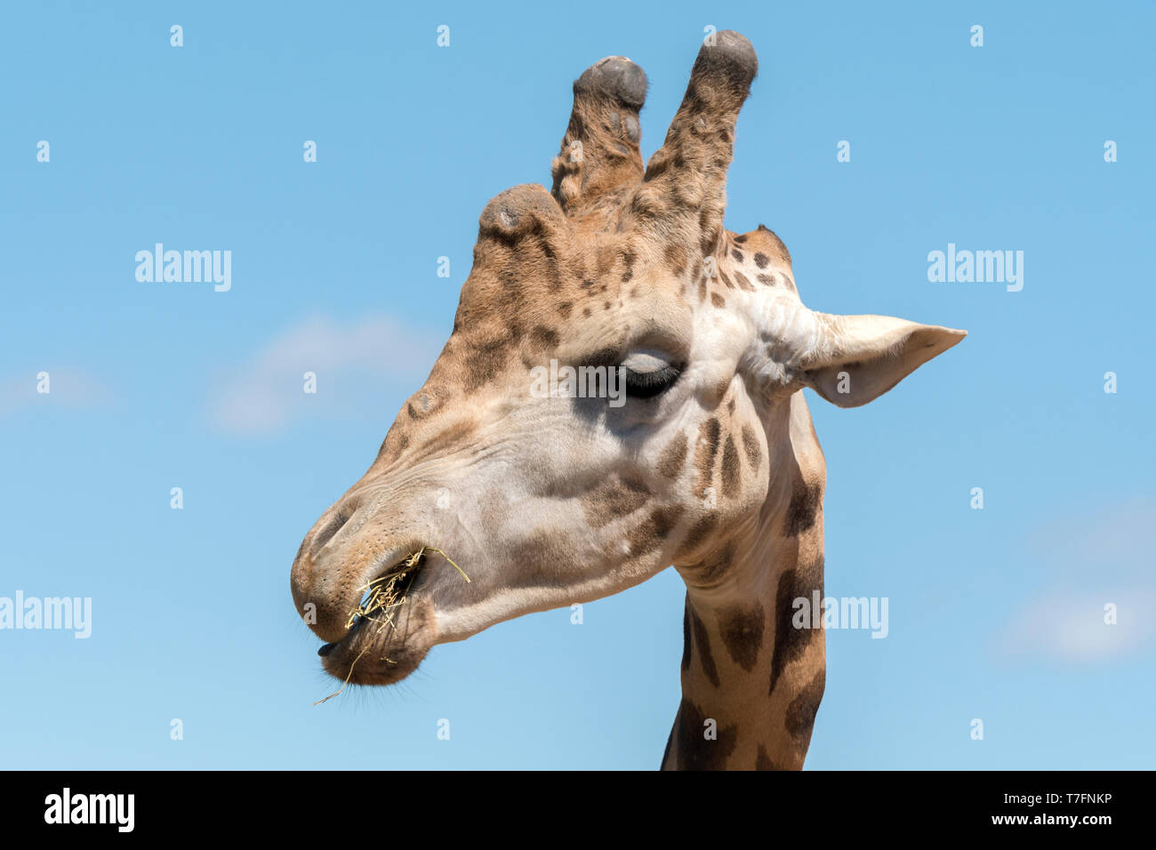 details of a giraffe in a zoo in italy Stock Photo - Alamy