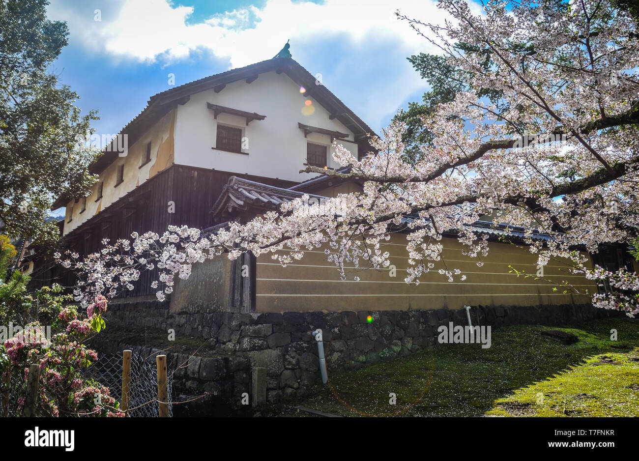 Cherry flowers with ancient building in Nara, Japan. Nara is the old ...