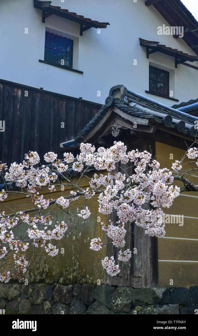 Cherry flowers with ancient building in Nara, Japan. Nara is the old ...