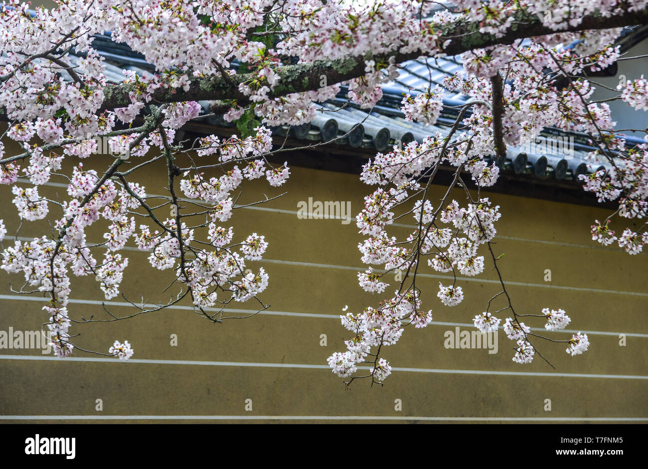Cherry flowers with ancient building in Nara, Japan. Nara is the old ...