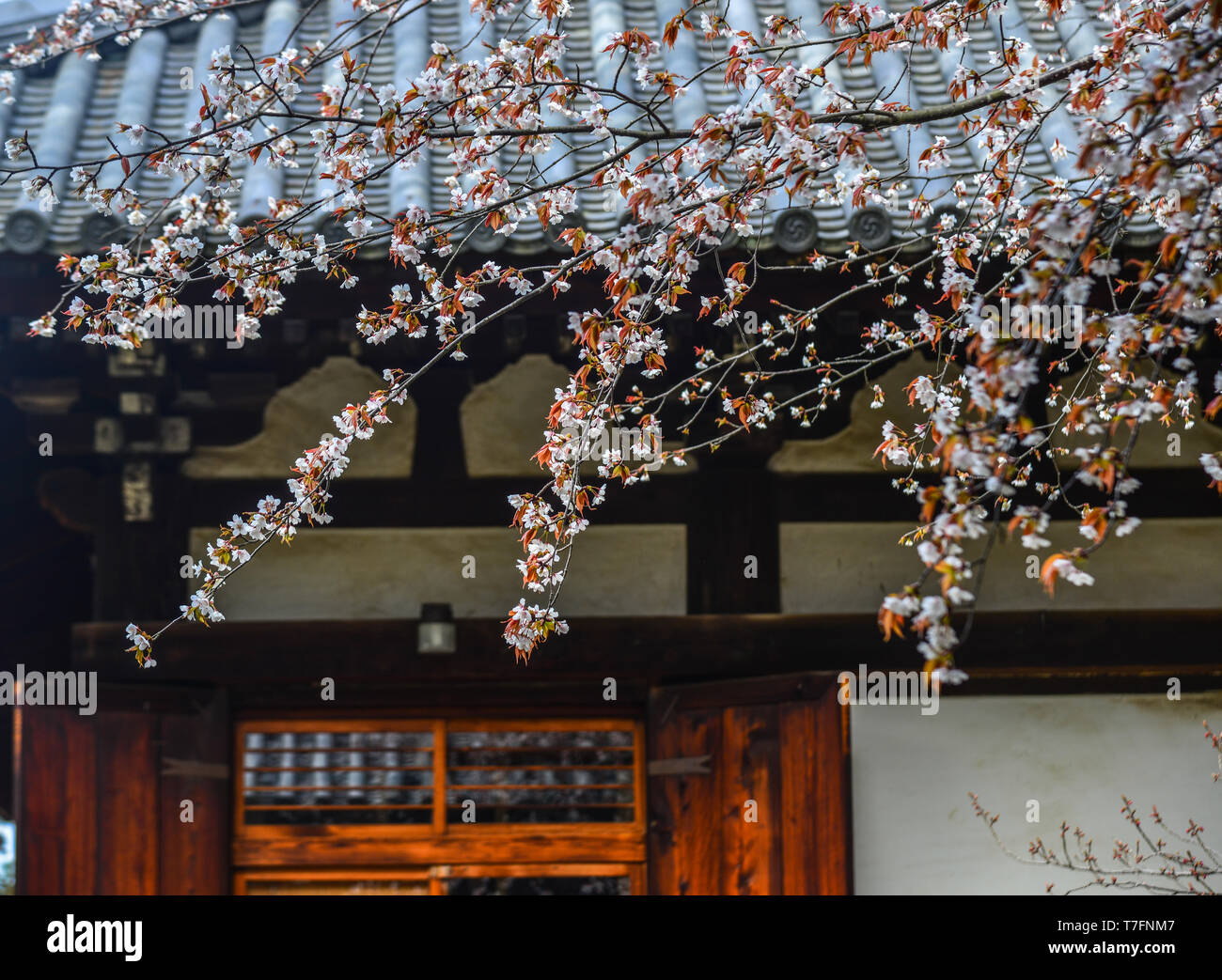 Cherry flowers with ancient building in Nara, Japan. Nara is the old ...