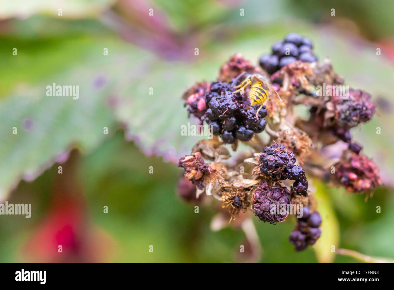 Black raspberry plant wildlife hi-res stock photography and images - Alamy