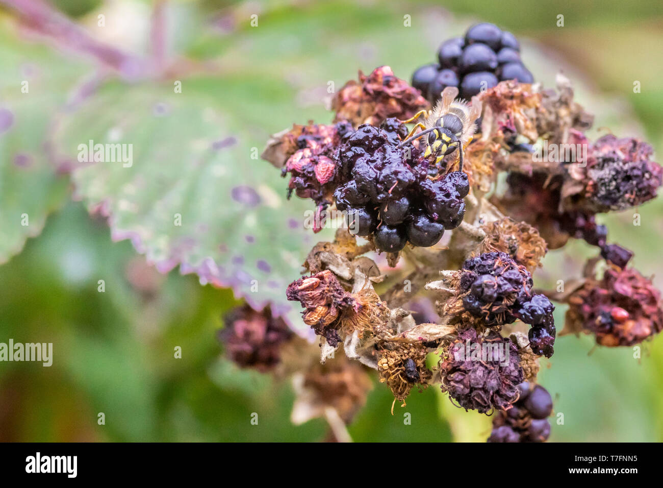 Black raspberry plant wildlife hi-res stock photography and images - Alamy