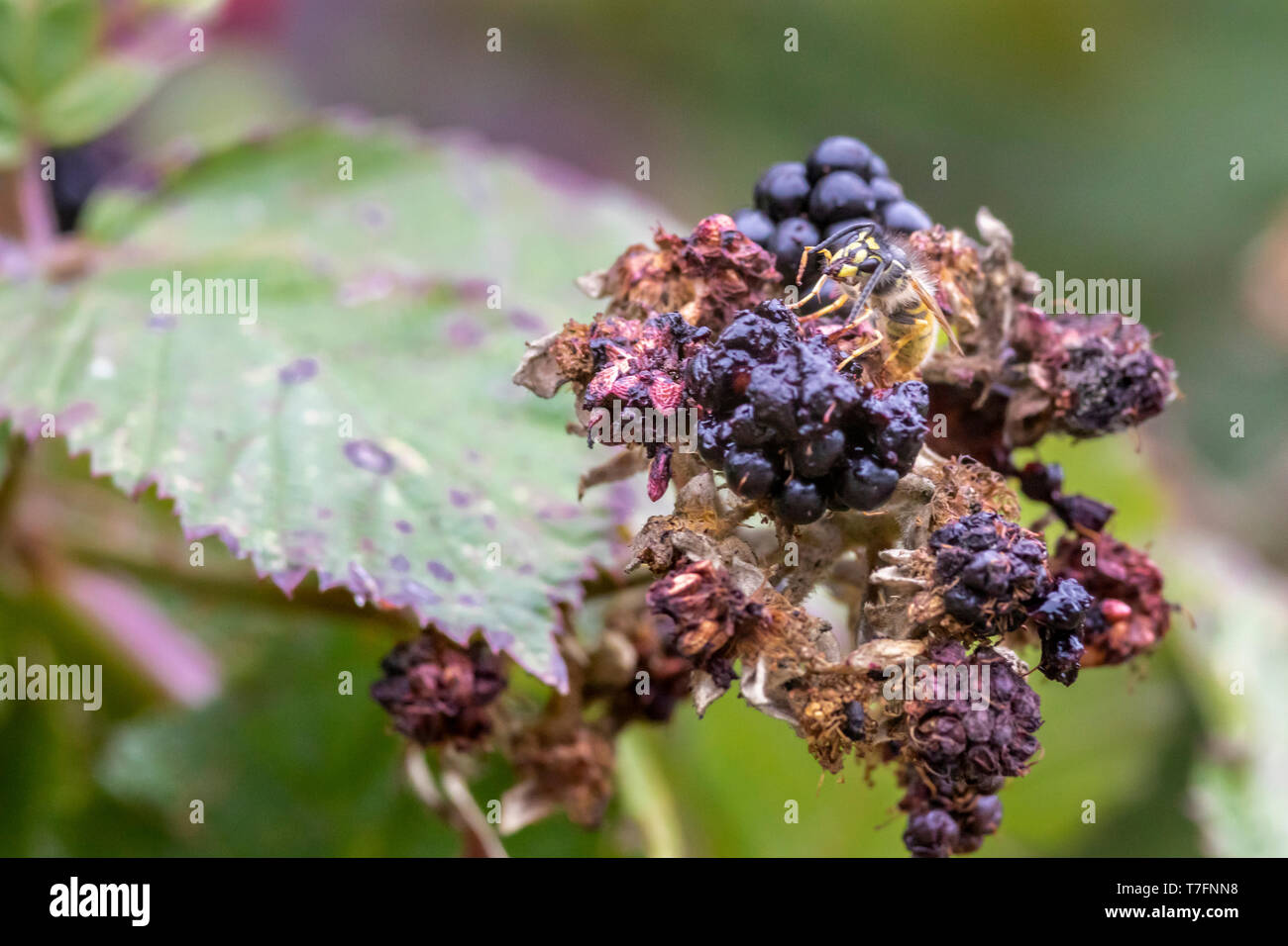 Black raspberry plant wildlife hi-res stock photography and images - Alamy