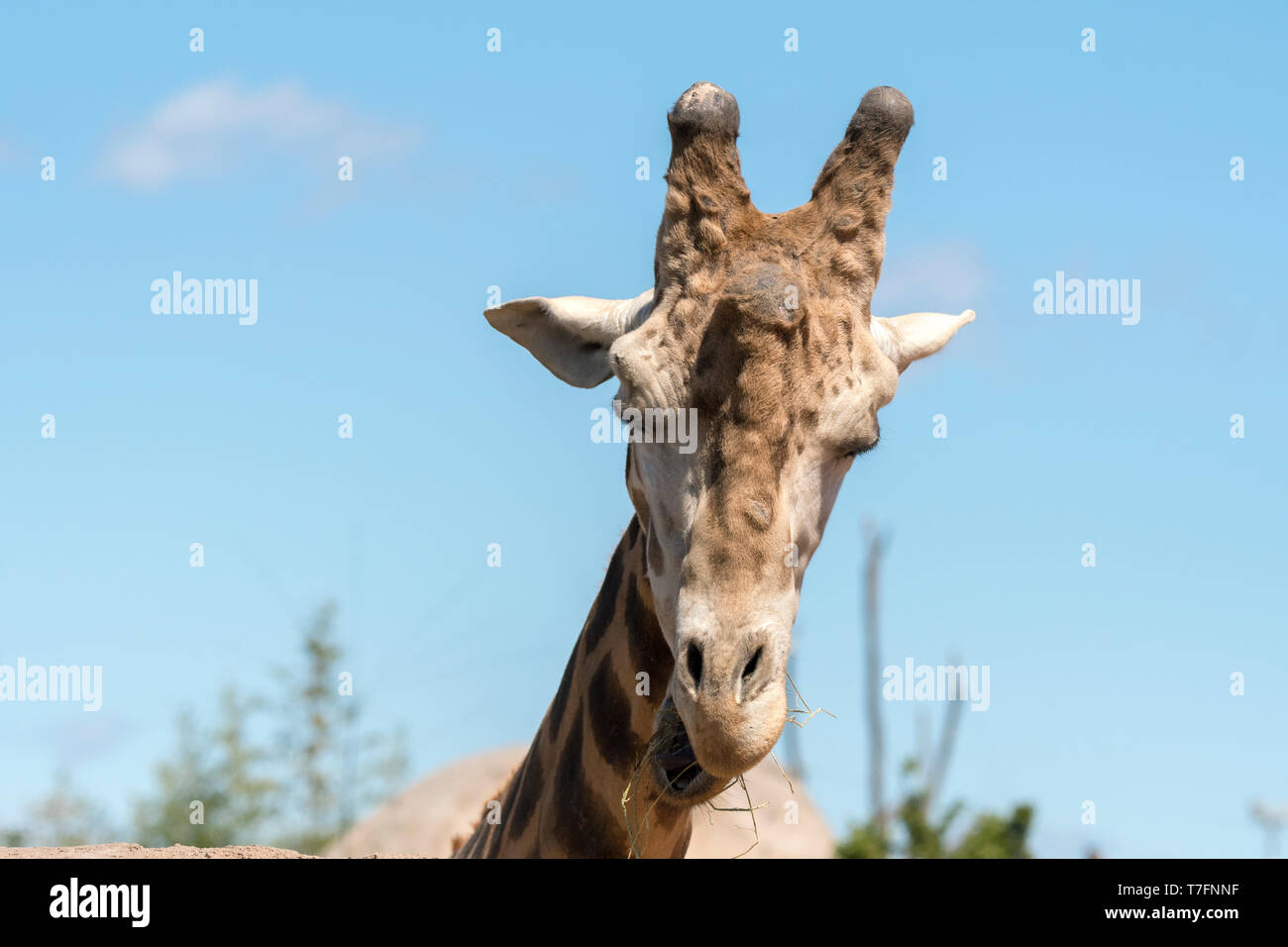 details of a giraffe in a zoo in italy Stock Photo - Alamy