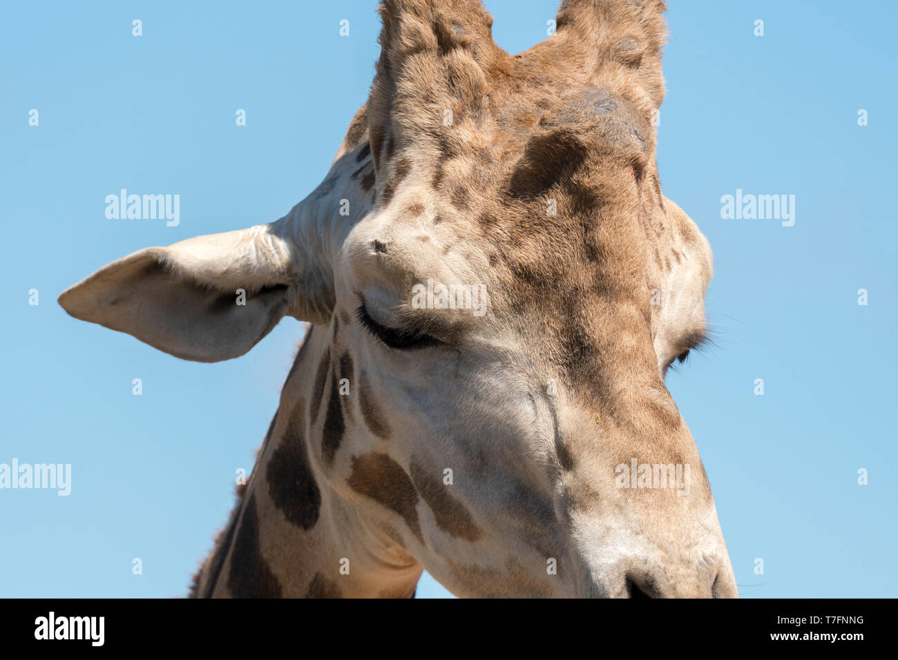 details of a giraffe in a zoo in italy Stock Photo - Alamy