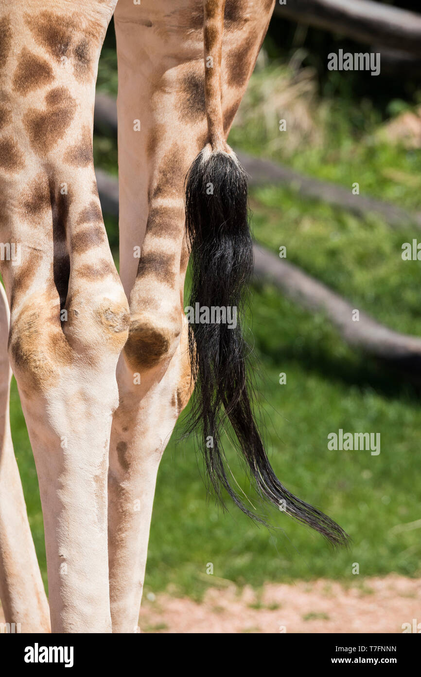 details of a giraffe in a zoo in italy Stock Photo - Alamy