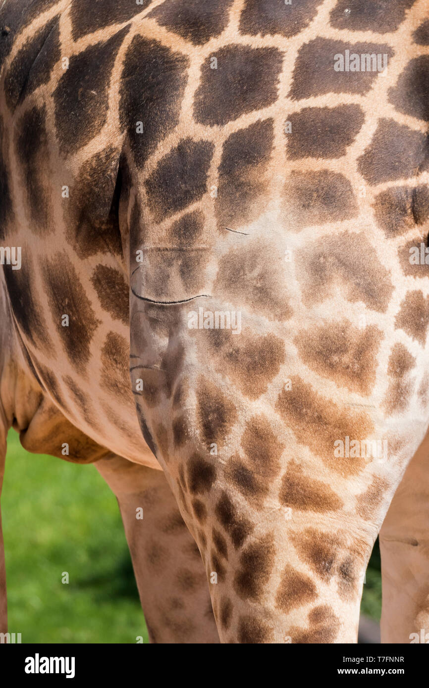 details of a giraffe in a zoo in italy Stock Photo - Alamy